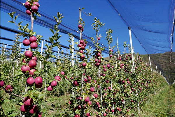 Anti Hail Netting Factory & Supplier in China - BN Netting