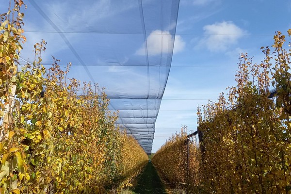 Anti Hail Netting Manufacturers, Suppliers in China - BN Netting